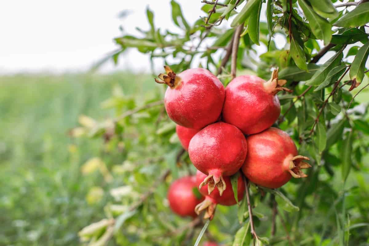 How Pomegranate Juice Can Boost Men’s Health